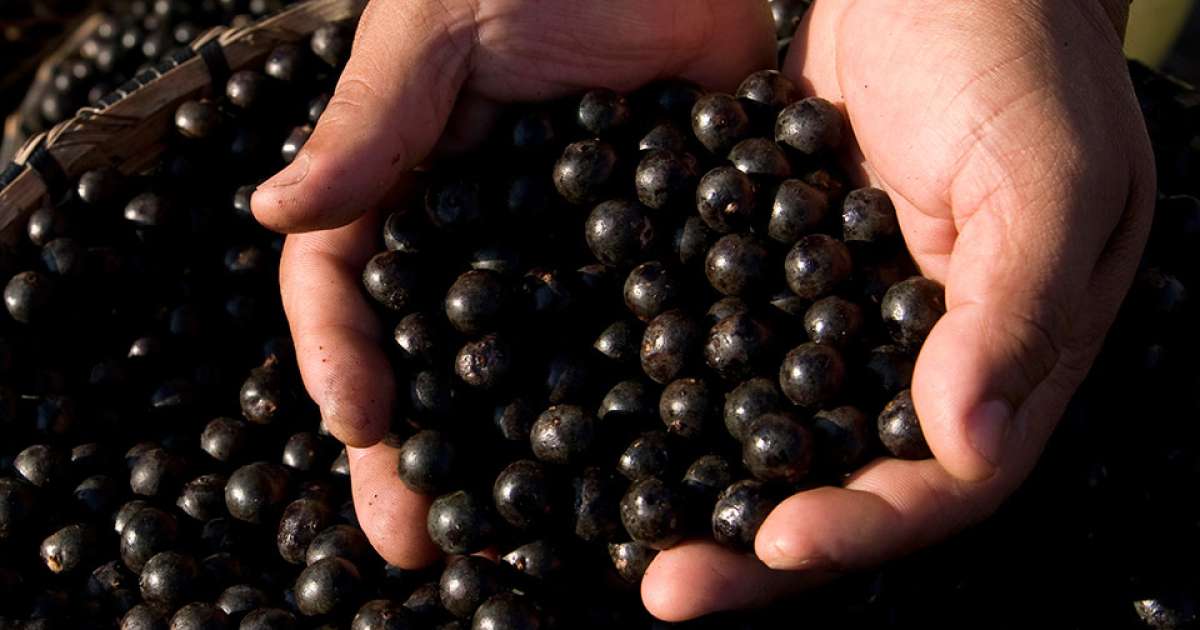Acai Berry | Learn More About it Here | NOW Solutions